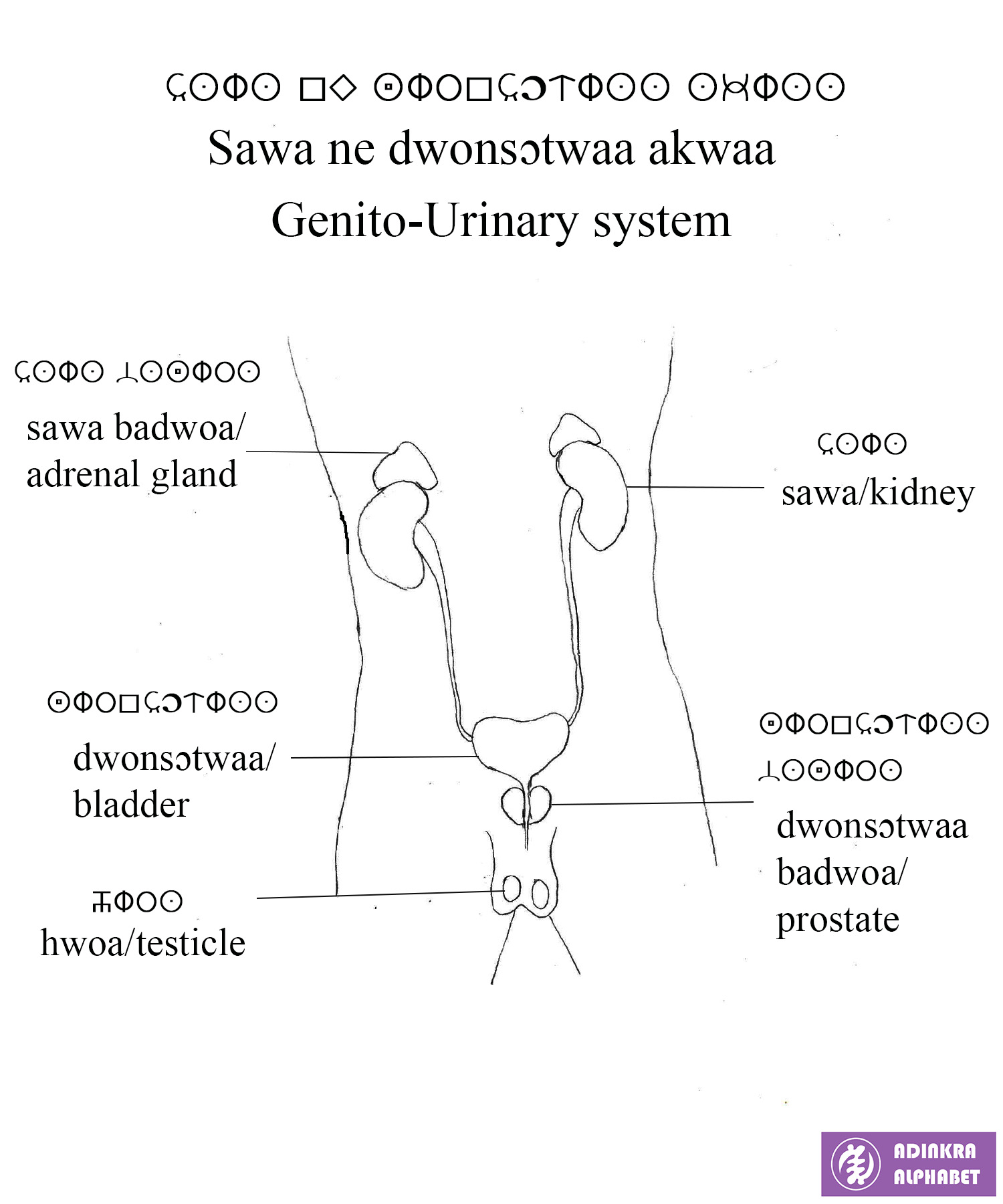 Genitourinary-System – Adinkra Alphabet
