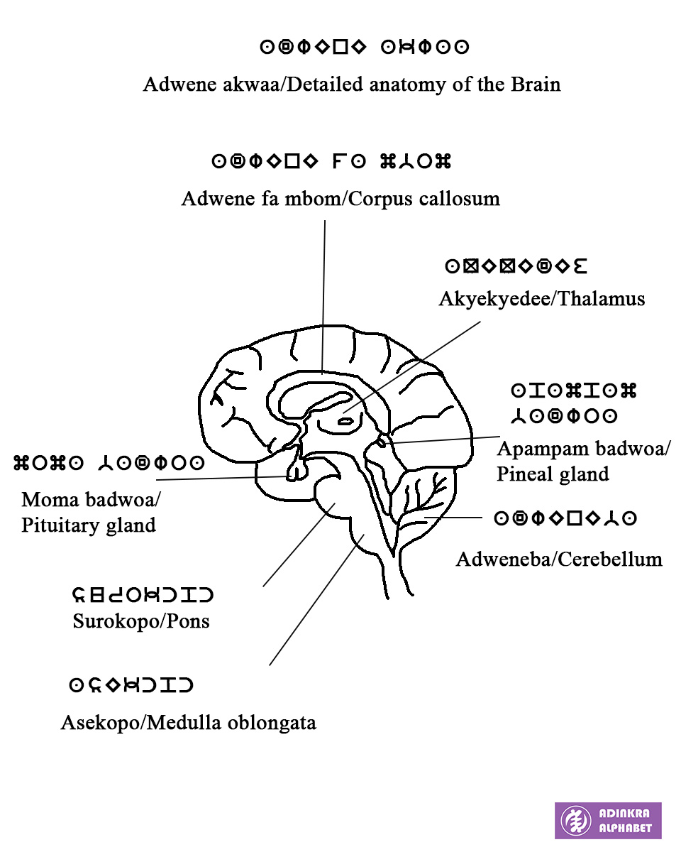 Brain – Adinkra Alphabet