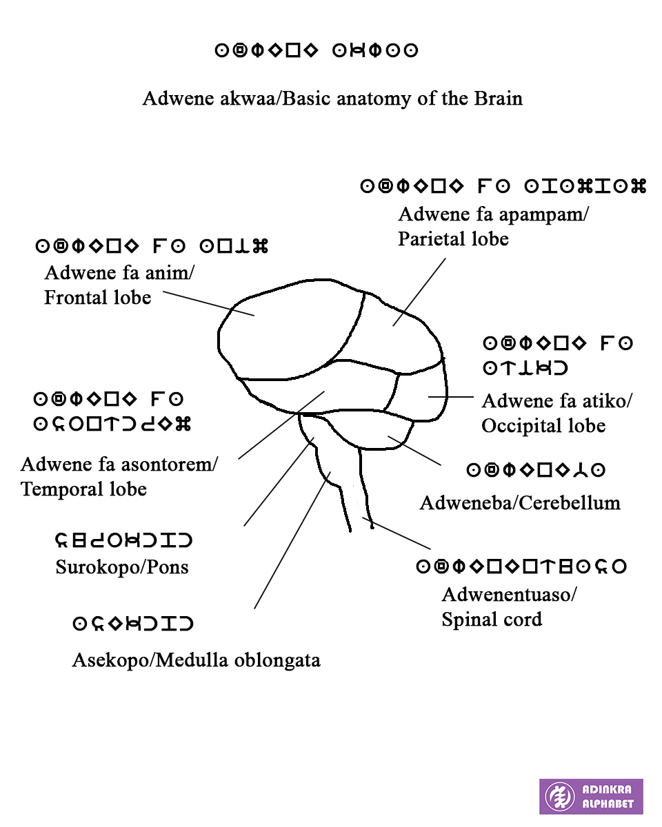 BrainSimplified – Adinkra Alphabet